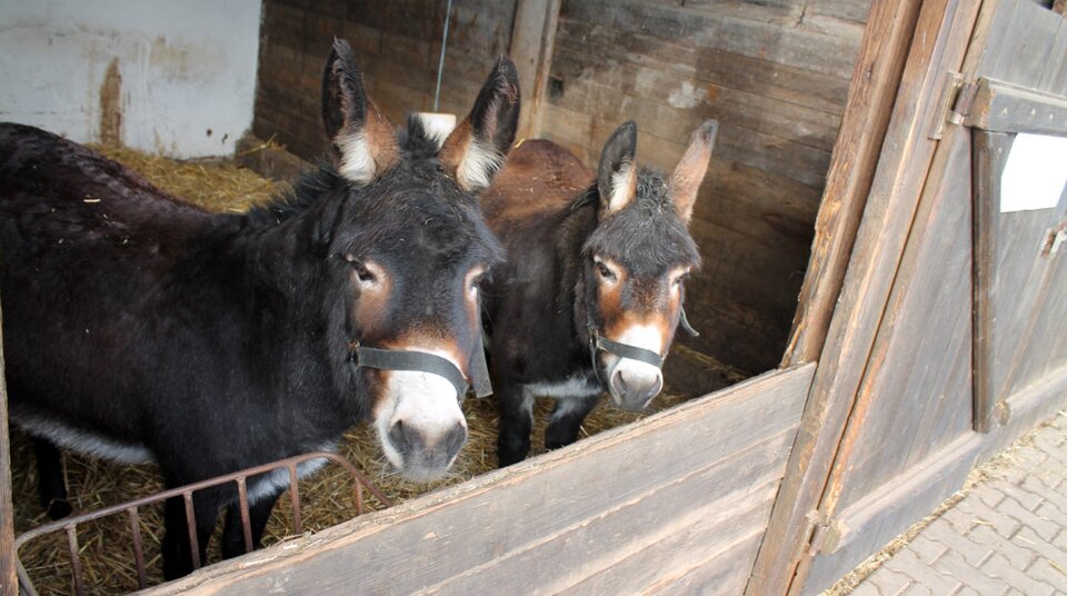 Streichelzoo & Bauernhoftiere » Familienhotel Eibtaler Hof, Bayern ...